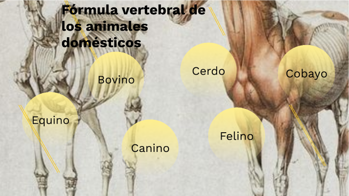 Fórmula vertebral de los animales dométicos by Brandon Bustamante on Prezi