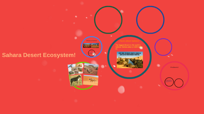 Sahara Desert Ecosystem! by aubrey struyk on Prezi