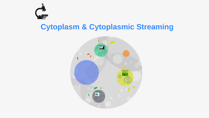 Cytoplasmic Streaming