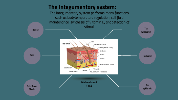 The integumentary system by Maha Alzaabi on Prezi