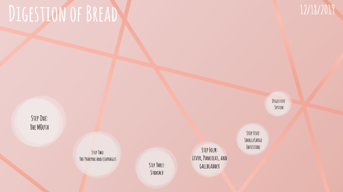 Digestion of Bread by Kaitlin Huitt on Prezi