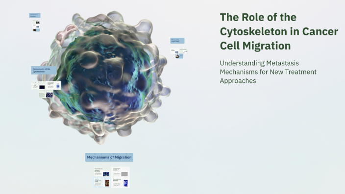 The Role of the Cytoskeleton in Cancer Cell Migration by Raha daydream ...