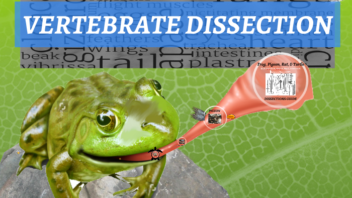Vertebrate Dissection by Kassandra Nguyen on Prezi