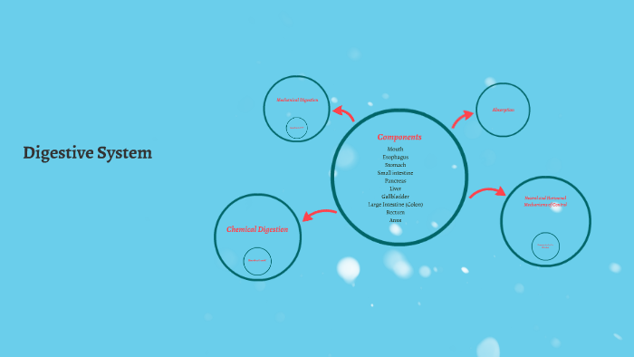 Digestive System by Gabriel Castrillo on Prezi