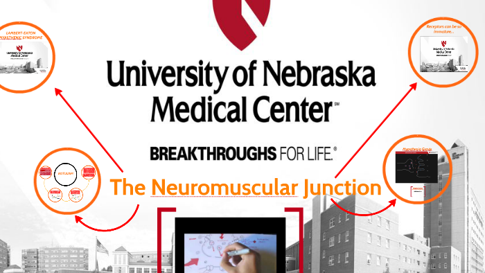 The Neuromuscular Junction by Kyle Ringenberg on Prezi