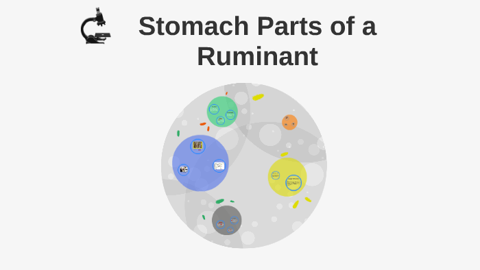 Stomach Parts of a Ruminant by Madison Gookin