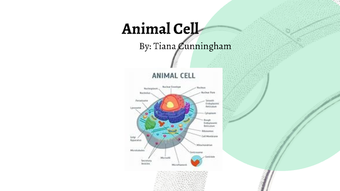 Animal Cell by Tiana Stokes on Prezi