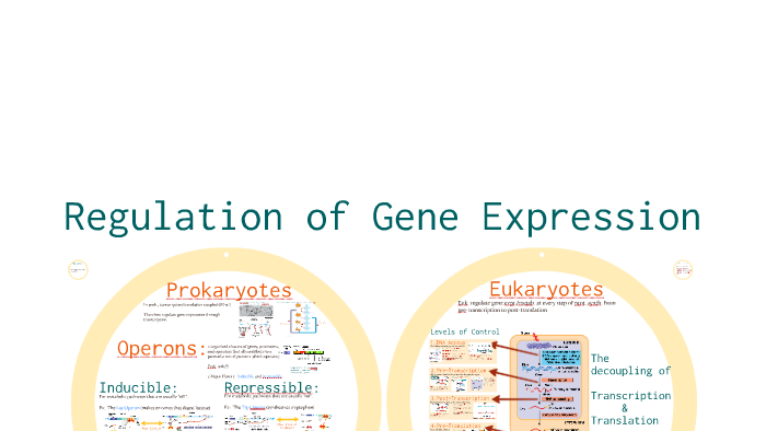 Regulation of Gene Expression (slightly adapted from David Knuffke's ...