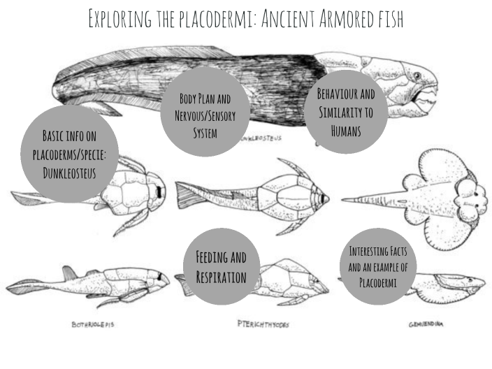 Placoderms by Ethan Cardoso on Prezi