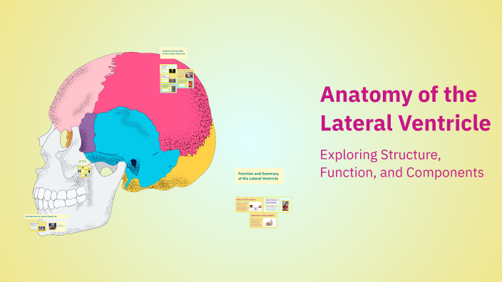 Anatomy of the Lateral Ventricle by Ahmed Osama on Prezi