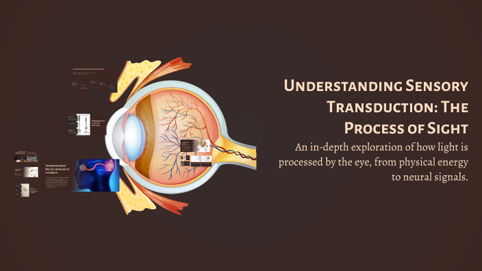 Understanding Sensory Transduction: The Process of Sight by Sofia ...