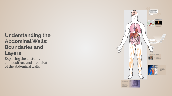 Understanding the Abdominal Walls: Boundaries and Layers by HQ Digital ...