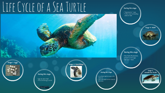Life Cycle of a Sea Turtle by Stephanie Malave on Prezi