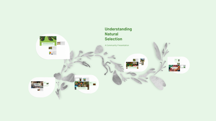 Understanding Natural Selection by Abby White on Prezi