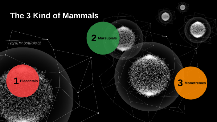3 Types of Mammals by Sina Boutorabi on Prezi