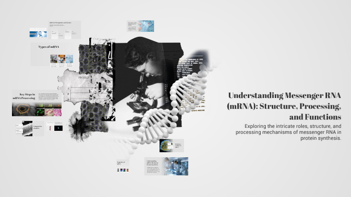 Understanding Messenger RNA (mRNA): Structure, Processing, and ...