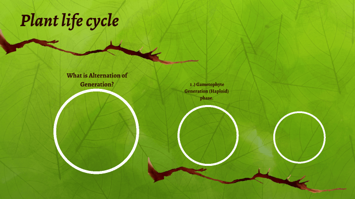 plant life cycle by . . on Prezi
