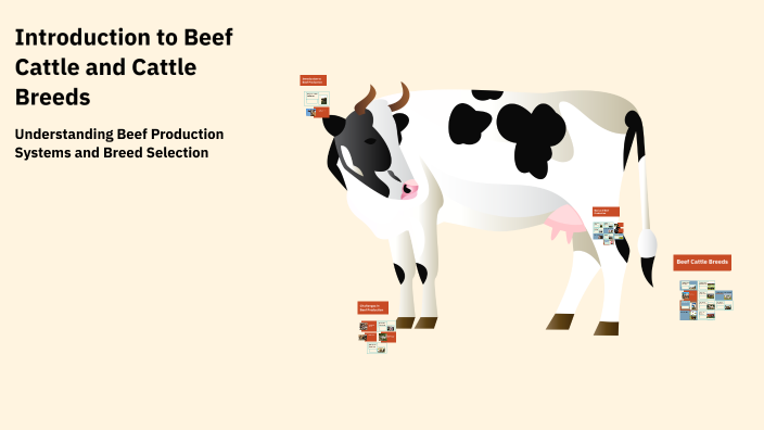 Introduction to Beef Cattle and Cattle Breeds by Else Jane on Prezi