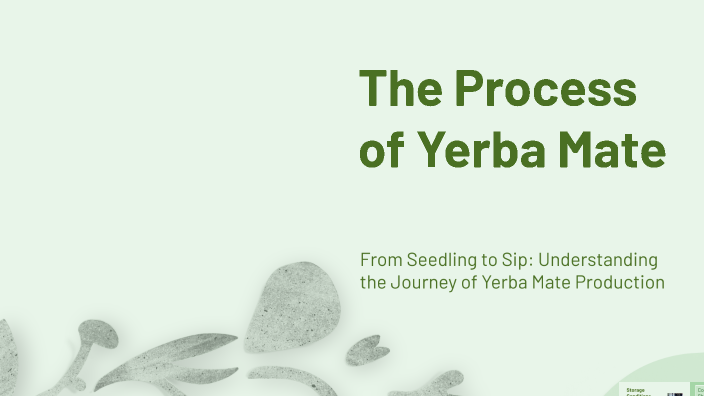 The Process of Yerba Mate by Mateo Dietrich on Prezi
