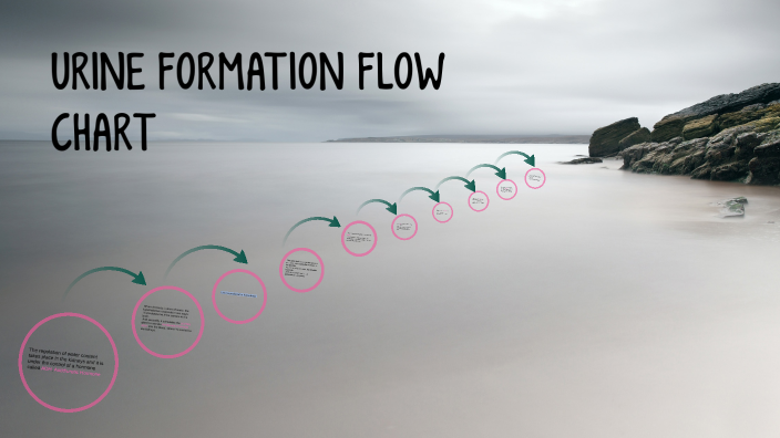 Urine Formation Flow Chart - Ashleigh Roach by Ashleigh . on Prezi