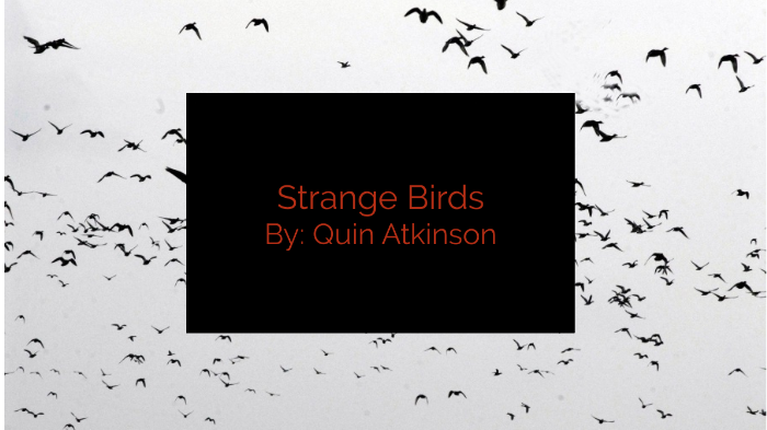 Strange Birds Analysis by Quin Atkinson on Prezi