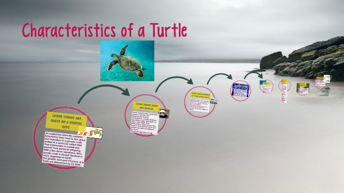 Characteristics of a Turtle by Hallie Aldaies on Prezi