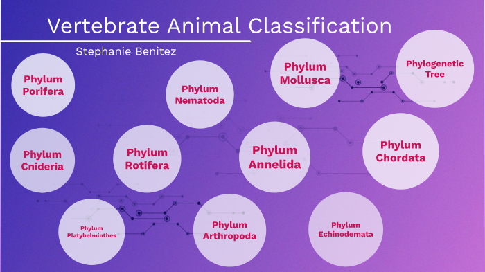Vertebrate Animal Classification by Stephanie Benitez on Prezi