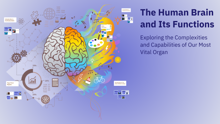 The Human Brain and Its Functions by Lovely Ann Cona Bantillo on Prezi