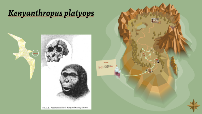 Kenyanthropus platyops by jimmy cortes on Prezi