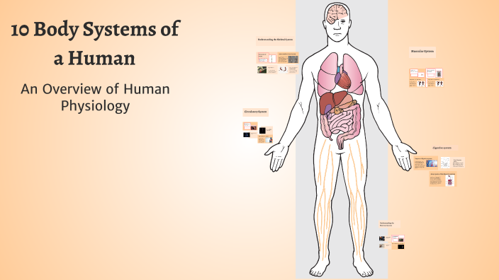 10 Body Systems of a Human by Kelsey Perez on Prezi