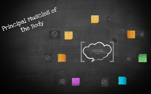 Principal Muscles of the Body by kaity scott on Prezi