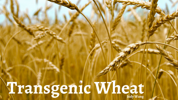 Transgenic Wheat by Judy Wang on Prezi