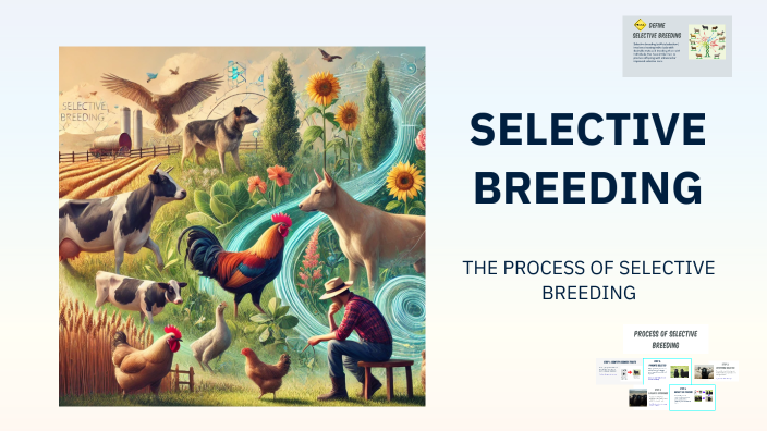 The Process of Selective Breeding by PRAVEEN KAUR SHADAAN on Prezi