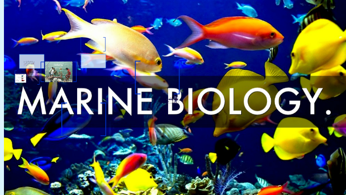 math used in marine biology by miranda clubb on Prezi