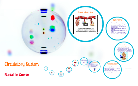 Circulatory System by Natalie Conte on Prezi