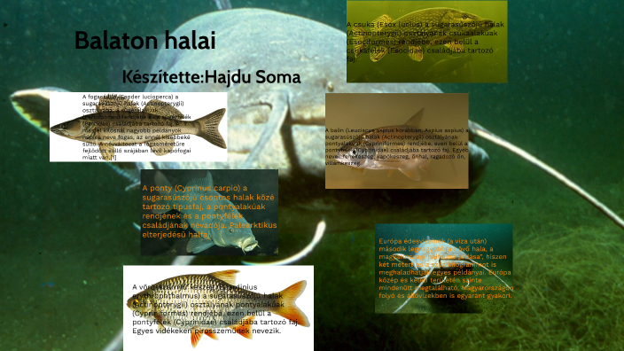 Balaton halai by Hajdu Soma on Prezi