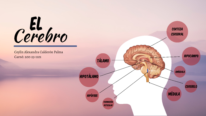 El Cerebro By Ceylin Alexandra Calderon Palma On Prezi