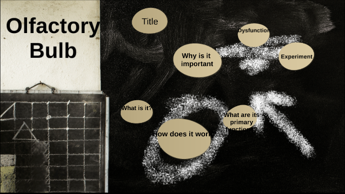Olfactory Bulb by Simran Garcha on Prezi