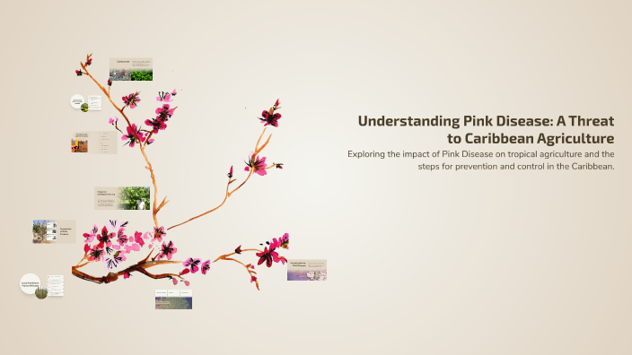 Understanding Pink Disease: A Threat to Caribbean Agriculture by Amiya ...