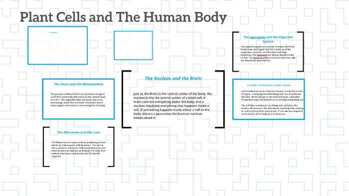 Just as the Brain is the control center of the body, the nuc by ...