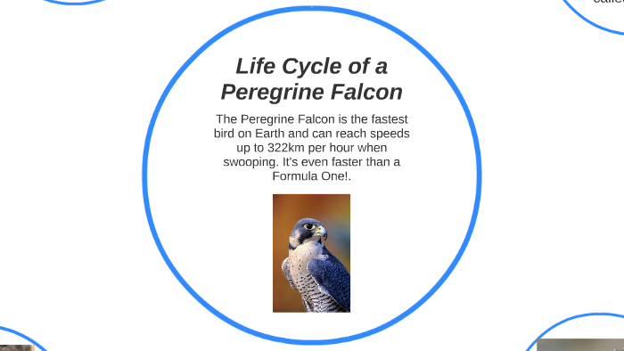Life Cycle of a Peregrine Falcon by Jennie Sheehy on Prezi