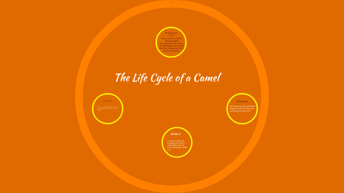 The Life Cycle Of a Camel by Zunairah Ahmed on Prezi