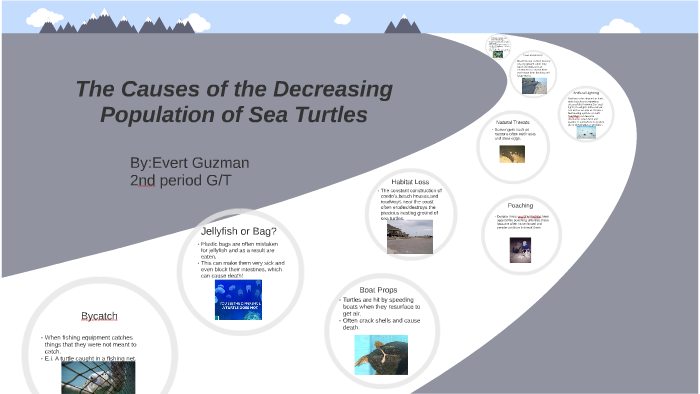 The Causes of the Decreasing Population of Sea Turtles by Evert Guzman ...