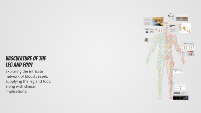 Vasculature of the Leg and Foot by Rutuja Sunil Thorat on Prezi