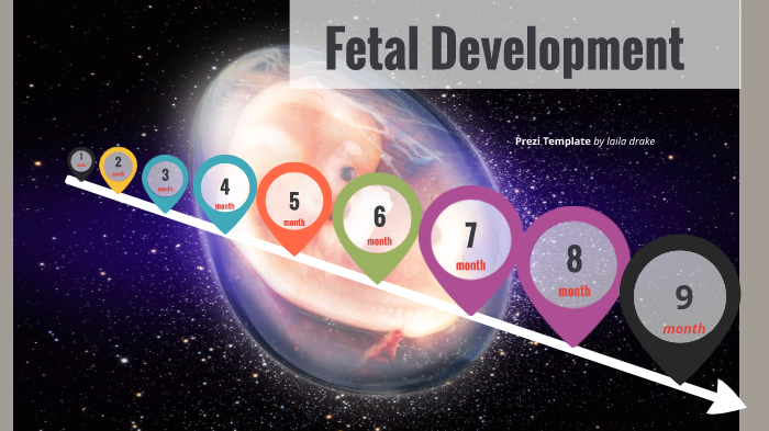 fetal development timeline by laila drake on Prezi