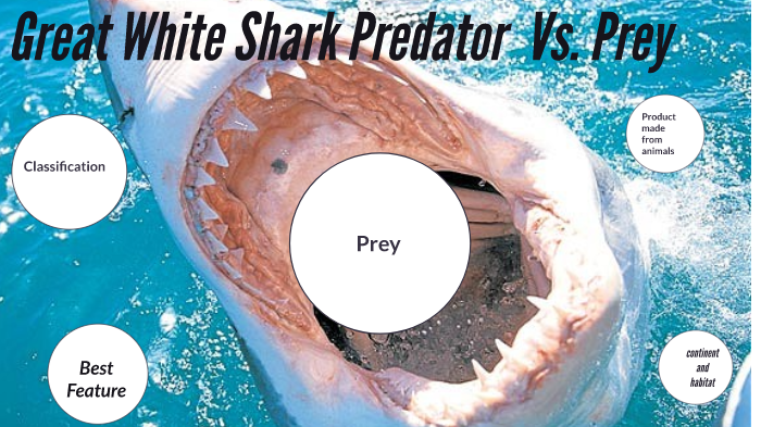 Great White Shark by Tiara Ramirez on Prezi