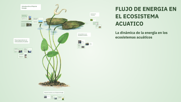 FLUJO DE ENERGIA EN EL ECOSISTEMA ACUATICO by joseph monzon on Prezi