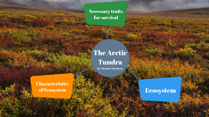 The Arctic Tundra Ecosystem by Aleshanee Hutchison on Prezi