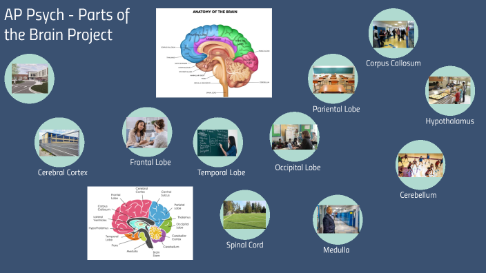 AP Psych- Parts of the Brain Project by Nilah Taylor on Prezi
