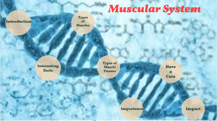 Muscular System by Sarah Walli on Prezi